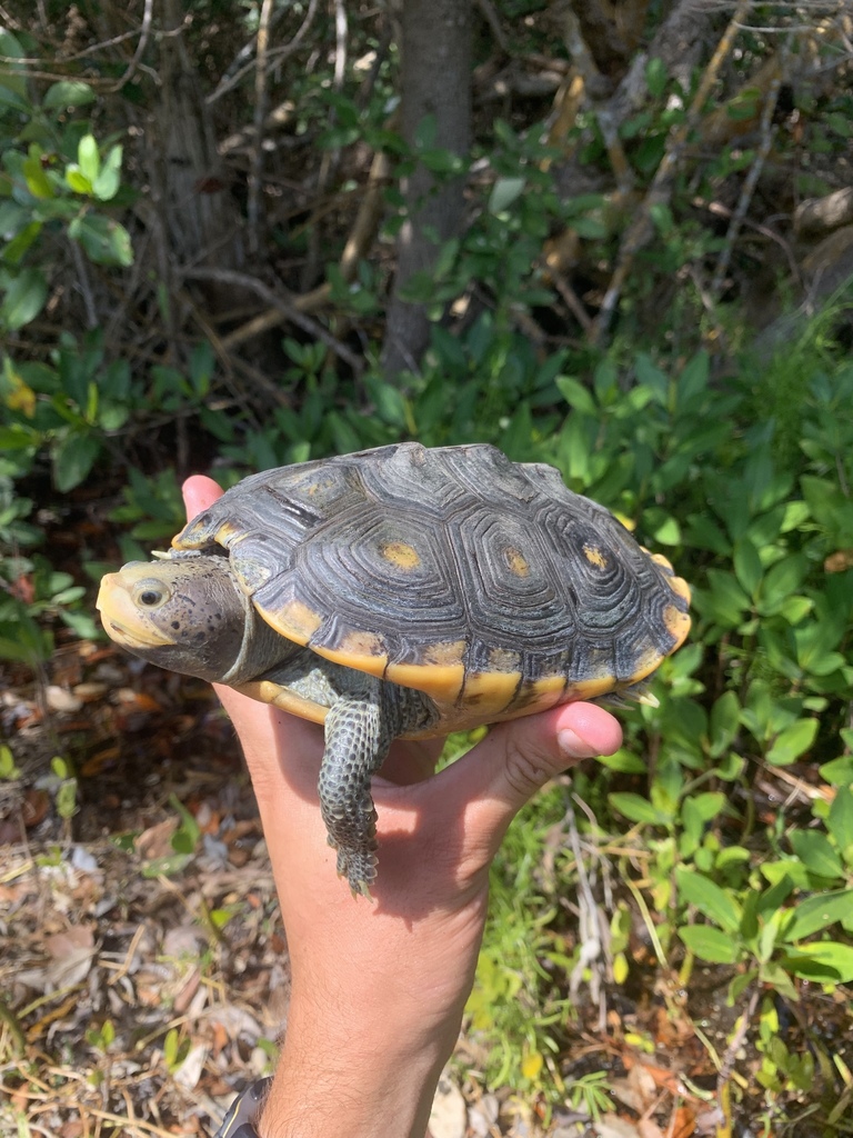 Ornate Diamondback Terrapin in April 2019 by Garrett Lawson · iNaturalist