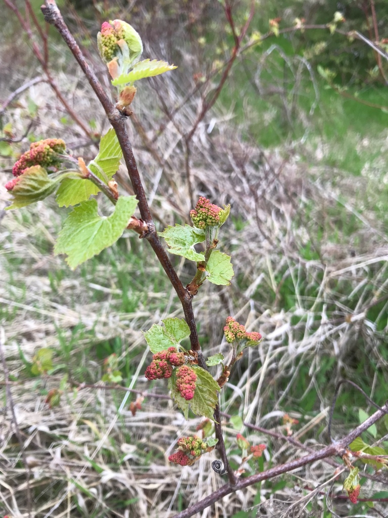 riverbank grape from N1634 Prairie View Dr, Appleton, WI, US on May 24 ...