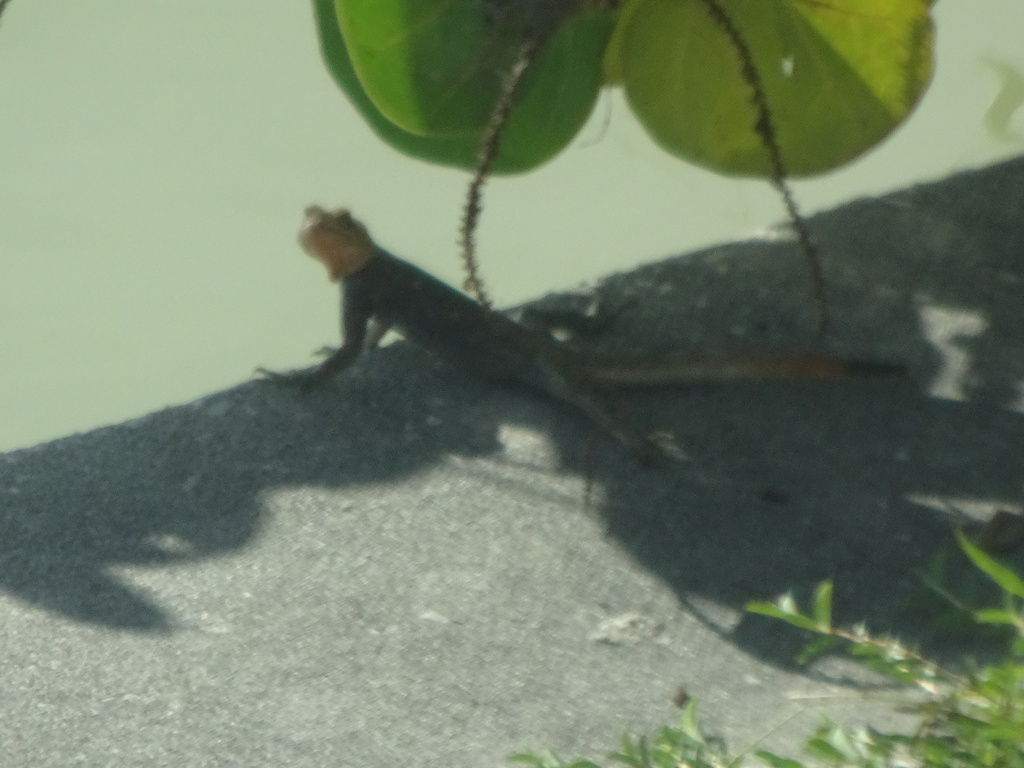 Peters's Rock Agama from Everglades National Park, Florida, USA on June ...