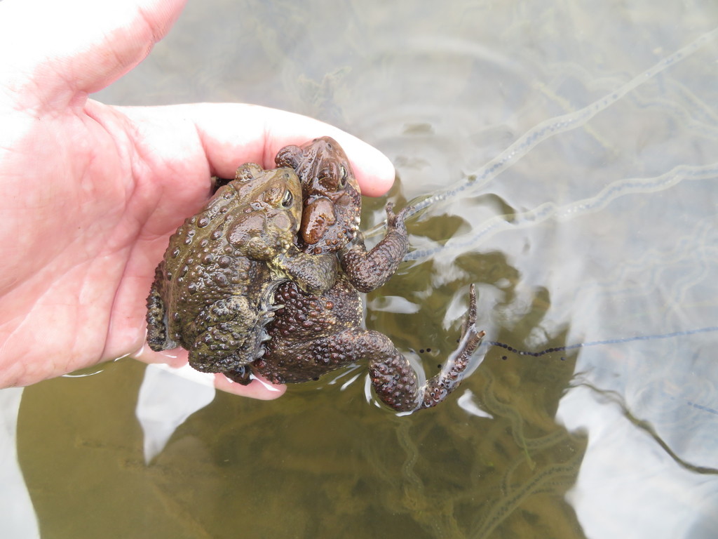 Eastern American Toad from Oil City, PA 16301, USA on May 26, 2019 at ...