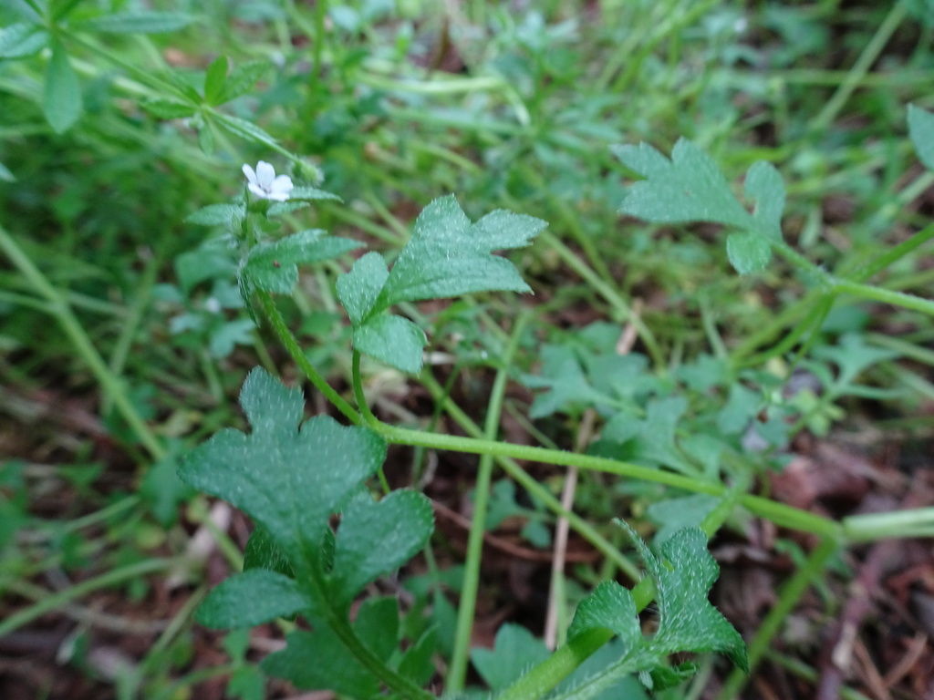 small-flowered nemophila from 48.068096 -123.915887 on May 21, 2016 at ...