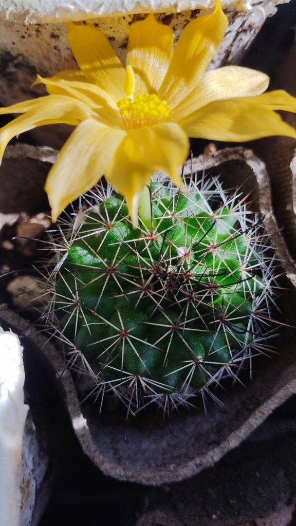 Benecke Fishhook Cactus from Guadalupe, 77890 José María Morelos, Q.R ...