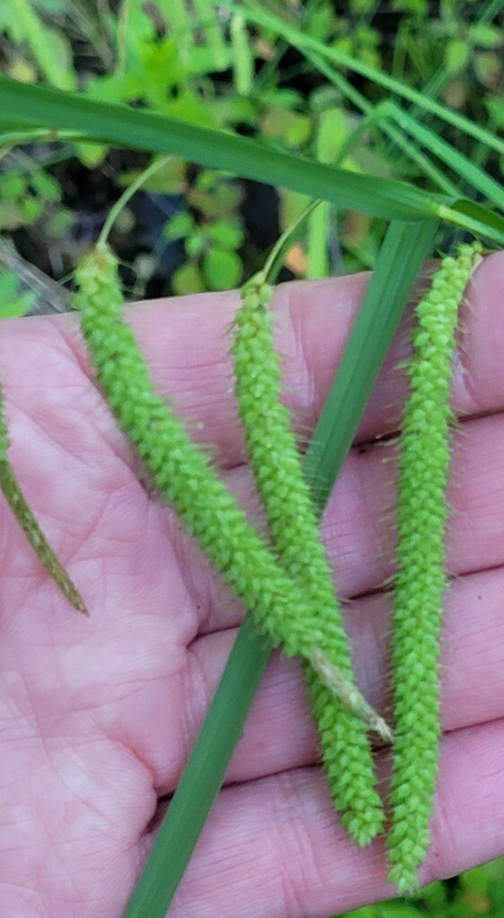 nodding sedge from Algoma District, ON, Canada on June 28, 2024 at 08: ...