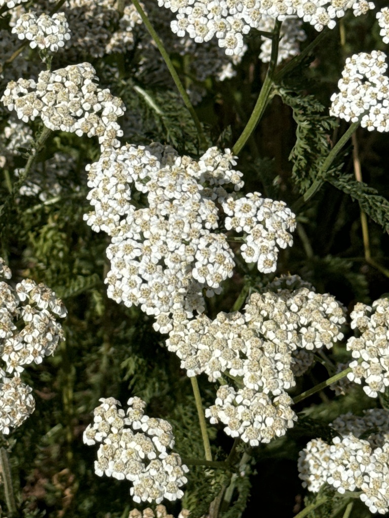 common yarrow from Vancouver, WA, USA on June 28, 2024 at 04:28 PM by ...