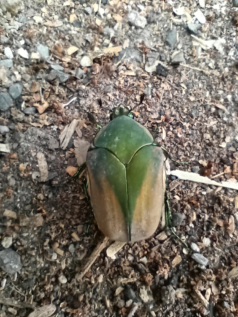 Mayate esmeralda desde Centro, 76270 Colón, Qro., México el 28 de junio ...