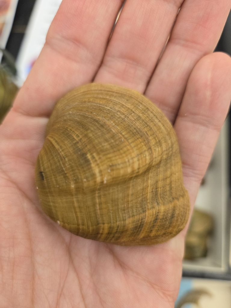 Arcuate Pearly Mussel in June 1900 by Hannah Hale. Extinct female ...