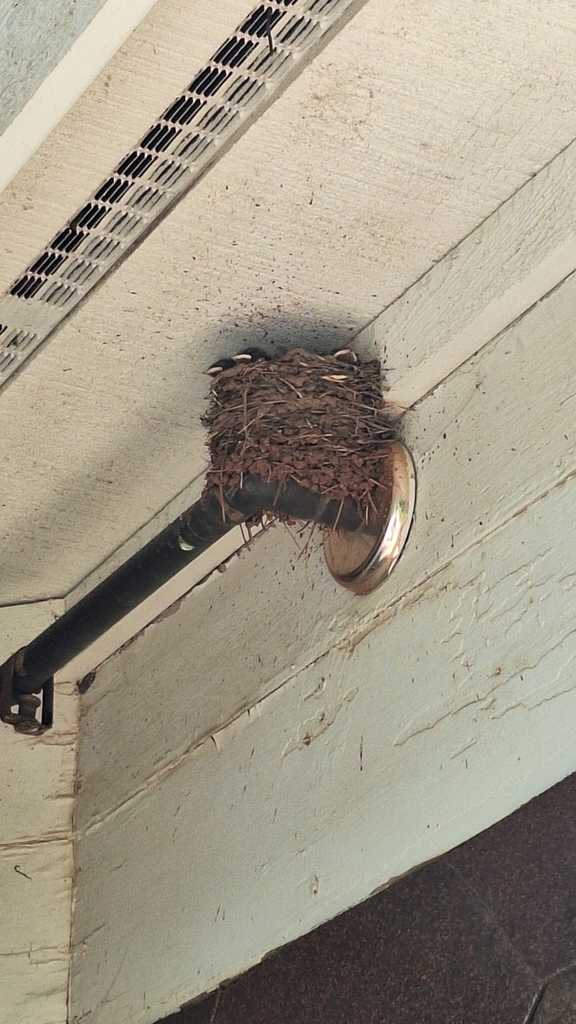 Barn Swallow from Tonto Natural Bridge State Park on June 28, 2024 at ...