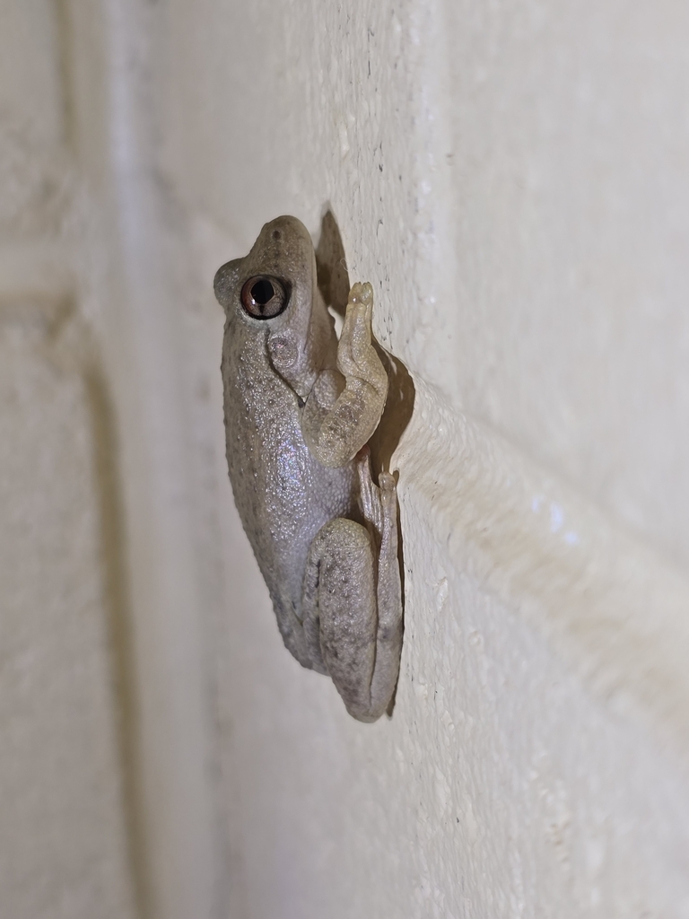 Western Laughing Tree Frog from Katherine, AU-NT, AU on June 28, 2024 ...