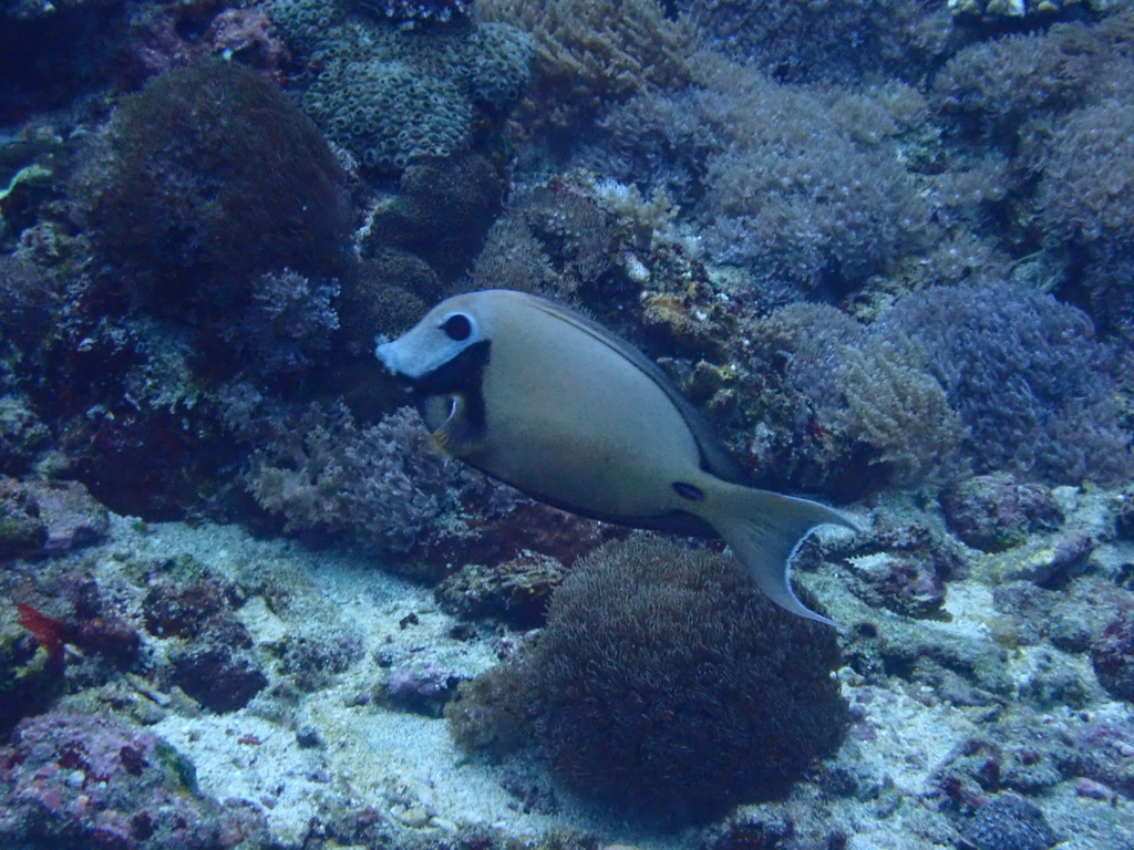 Mimic Surgeonfish from Selat Toyapakeh, 峇里島, ID on June 24, 2024 at 11: ...
