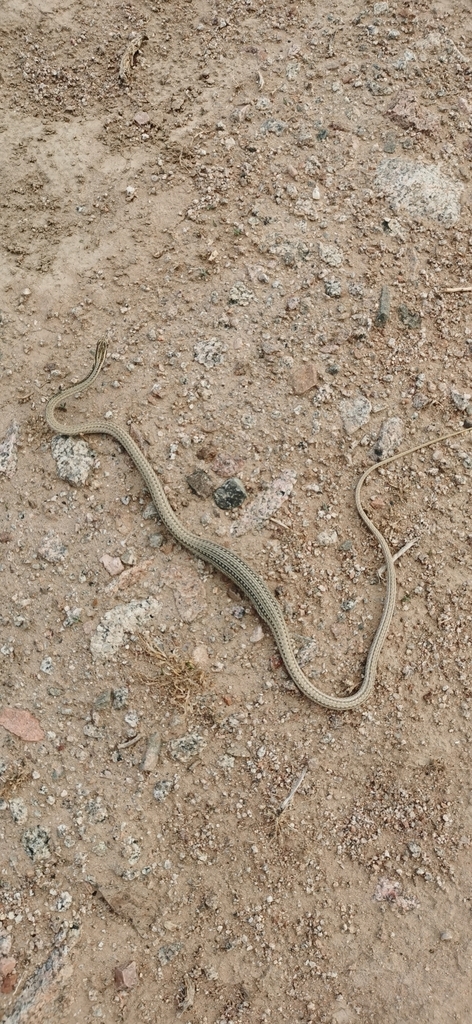 Steppe Ribbon Racer from 甘肃省金昌市金川区宁远堡镇火星1号基地 on June 28, 2024 at 05:56 ...