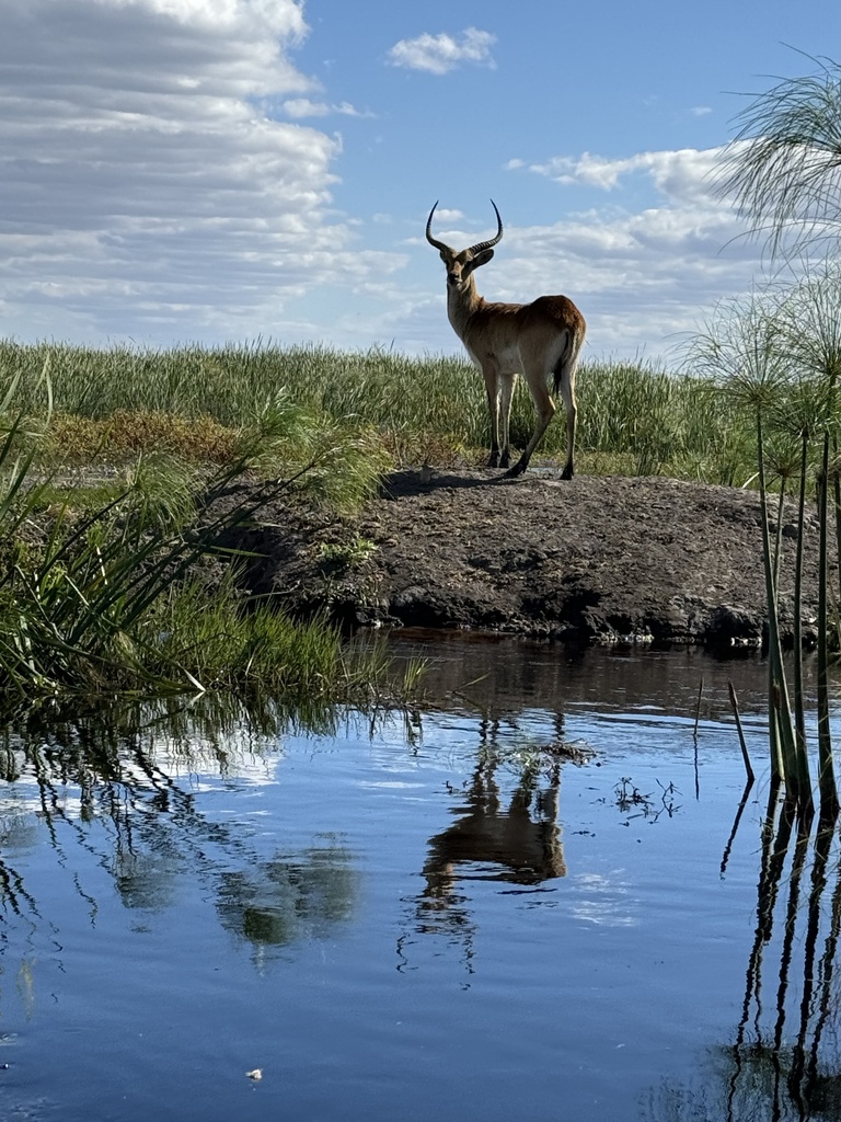 Red Lechwe in June 2024 by Kenneth Pyle · iNaturalist