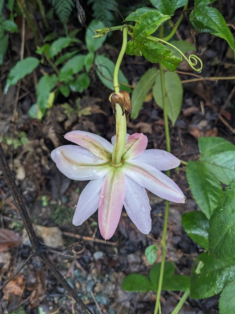 Banana passionfruit from Nelson, NZ-NE, NZ on June 24, 2024 at 03:11 PM ...