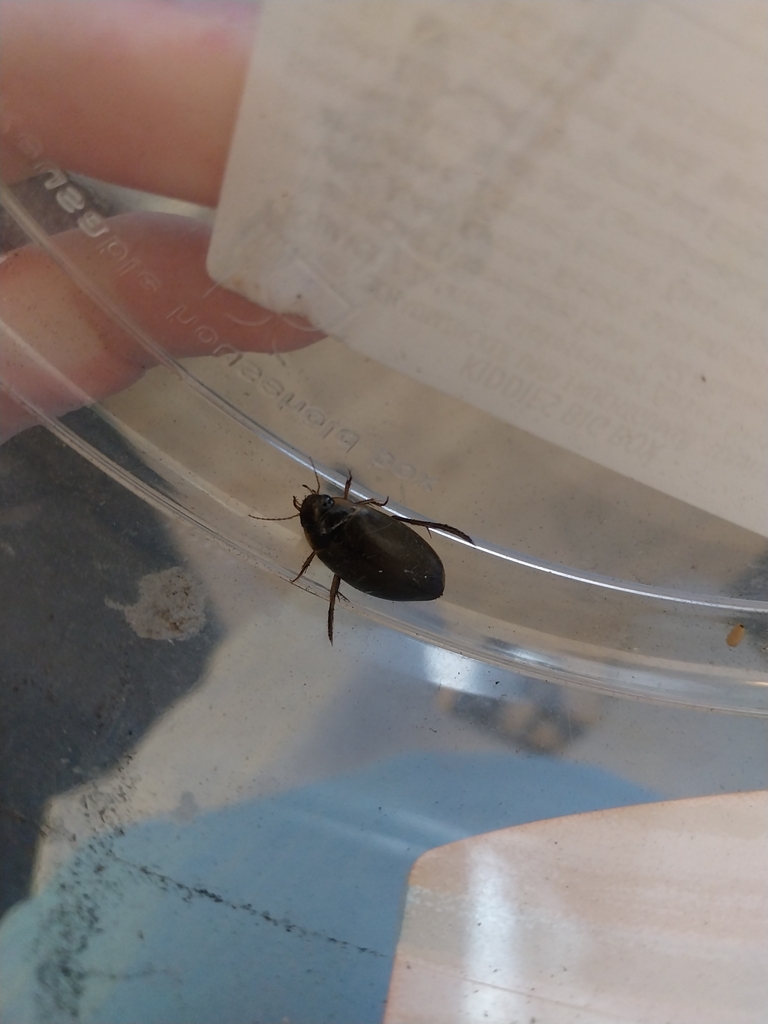 large-grooved diving beetle from Steele on June 29, 2024 at 12:46 PM by ...