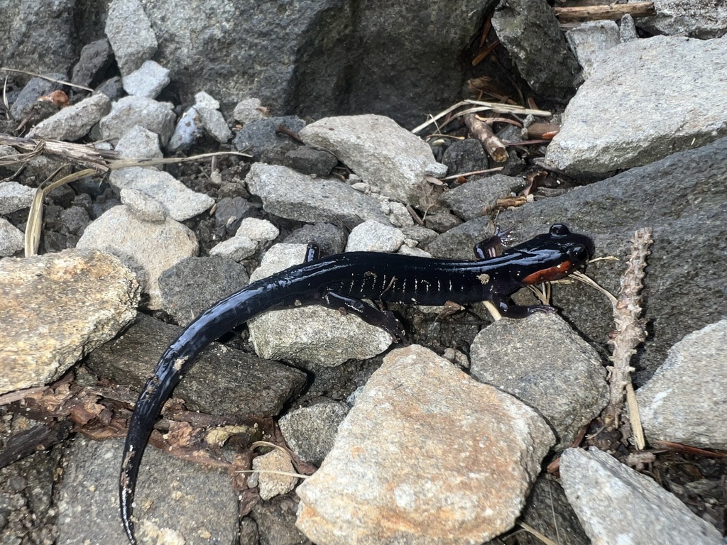 Red-cheeked Salamander in June 2024 by Joseph Fiorenza · iNaturalist