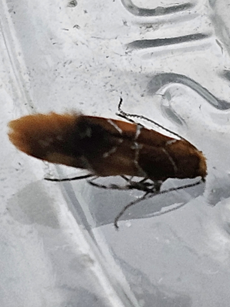 Orange-headed Callima Moth from Sarnia, ON N7T 5Z9, Canada on June 29 ...