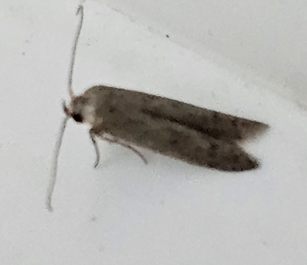 Blastobasis tarda from Sarnia, ON N7T 5Z9, Canada on June 29, 2024 at ...