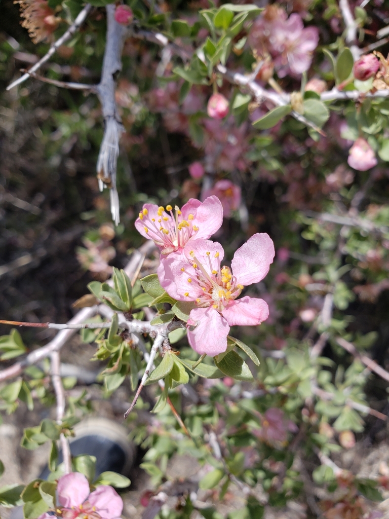 Desert Peach from Inyo National Forest, Inyo County, US-CA, US on May ...