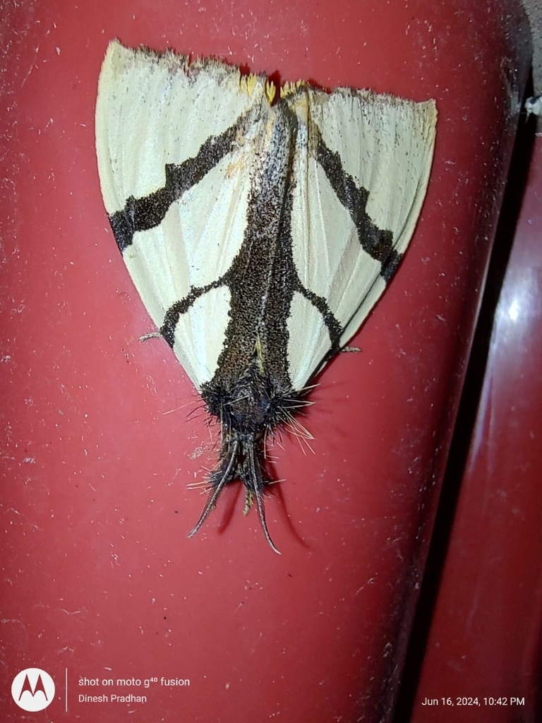 Numenes siletti from 2JRR+3RW, Pashiting Khasmahal, West Bengal 734319 ...