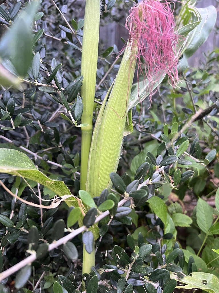 Maize from Morningstar Ln, Fallbrook, CA, US on June 29, 2024 at 06:08 ...