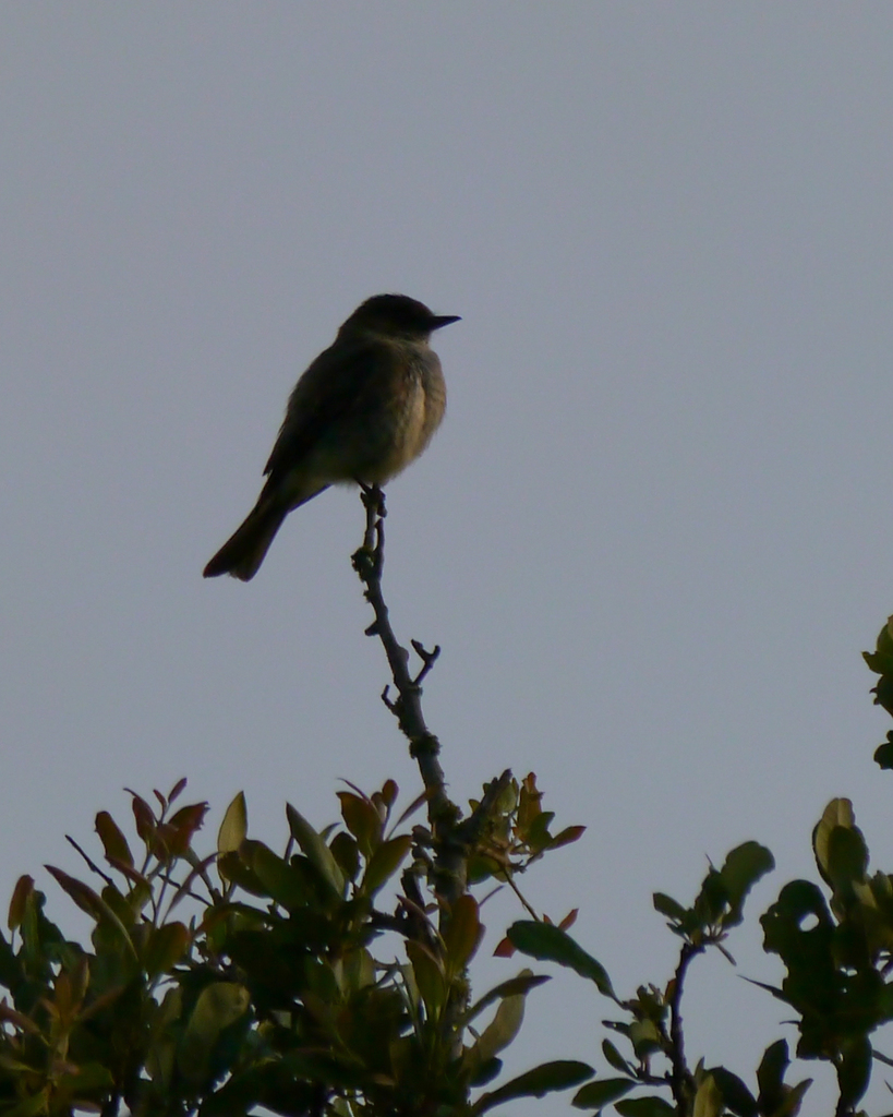 Eastern Phoebe from Texas, United States on June 12, 2016 at 07:15 AM ...