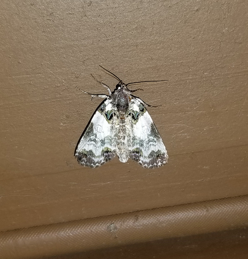 Tufted Bird-dropping Moth from Fentress County, TN, USA on June 28 ...
