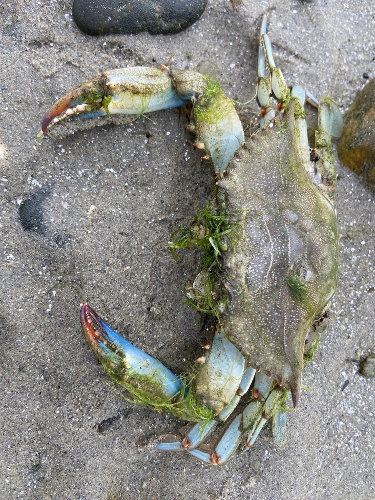Atlantic Blue Crab from North Atlantic Ocean, West Haven, CT, US on ...