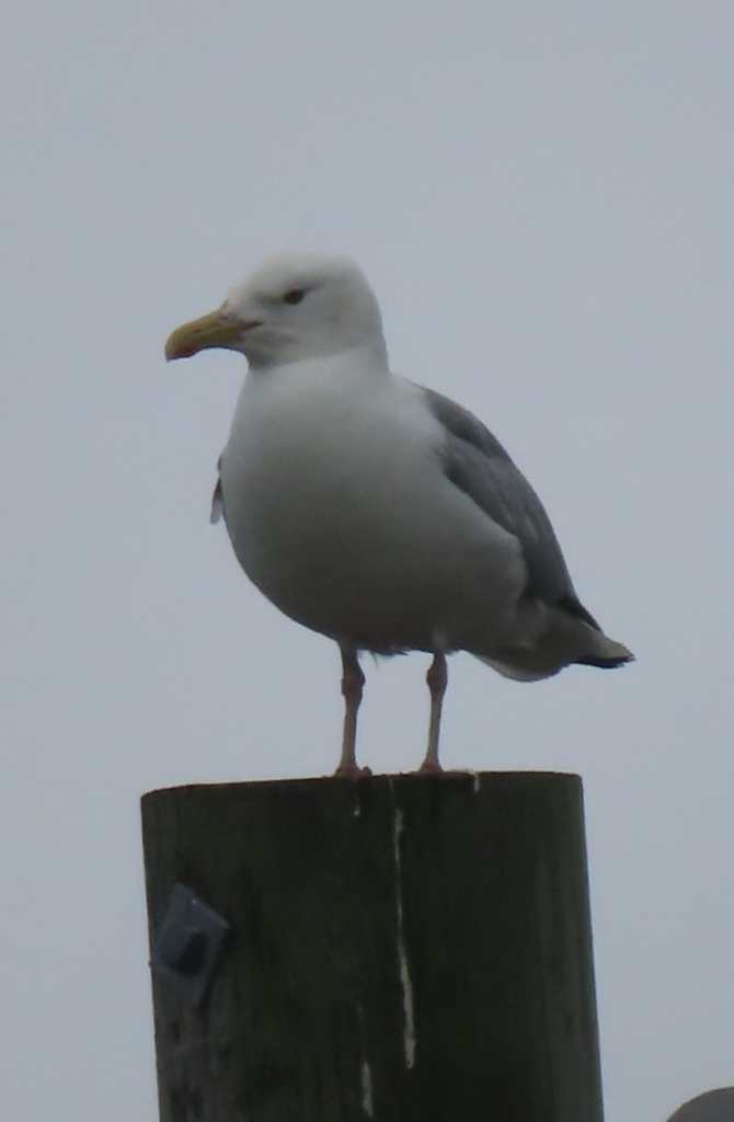 Herring Gull from Port Elgin, ON N0H 2C4, Canada on June 29, 2024 at 10 ...