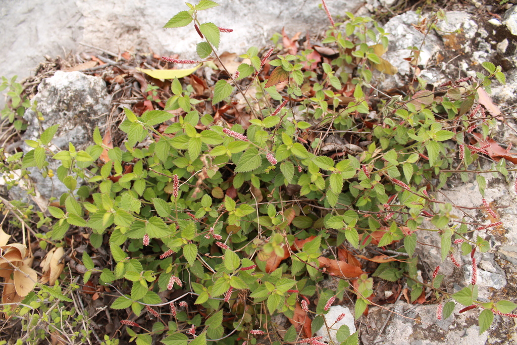 Round Copperleaf from Cascada El Caracol, Iturbide, Nuevo León on March ...