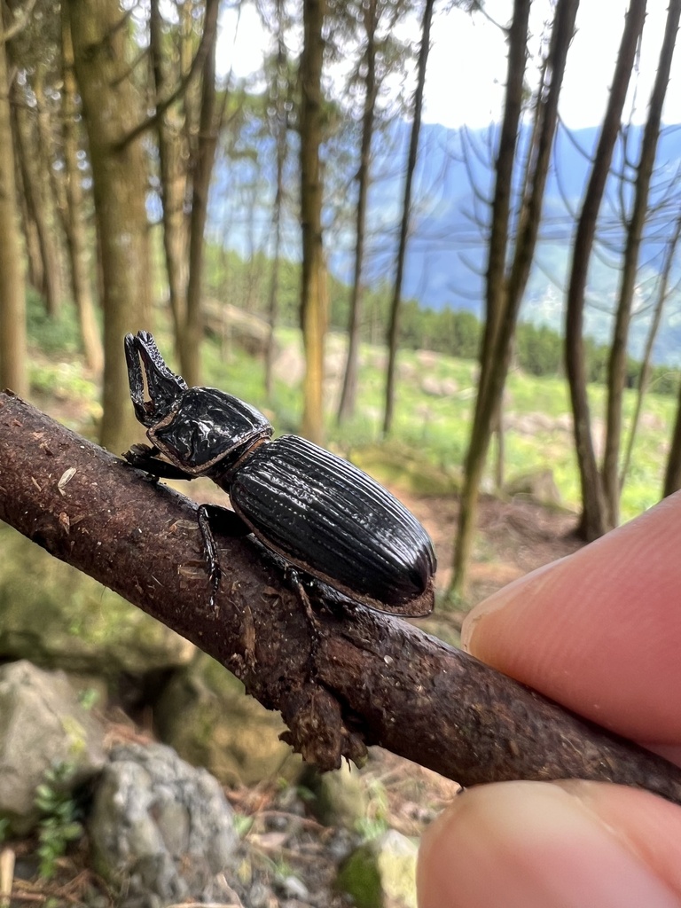 Ceracupes arrowi from 臺灣島, 五峰鄉, HSQ, TW on June 22, 2024 at 12:44 PM by ...