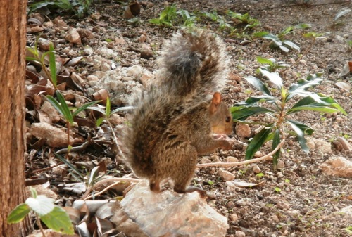 (Sciurus deppei subsp. vivax)