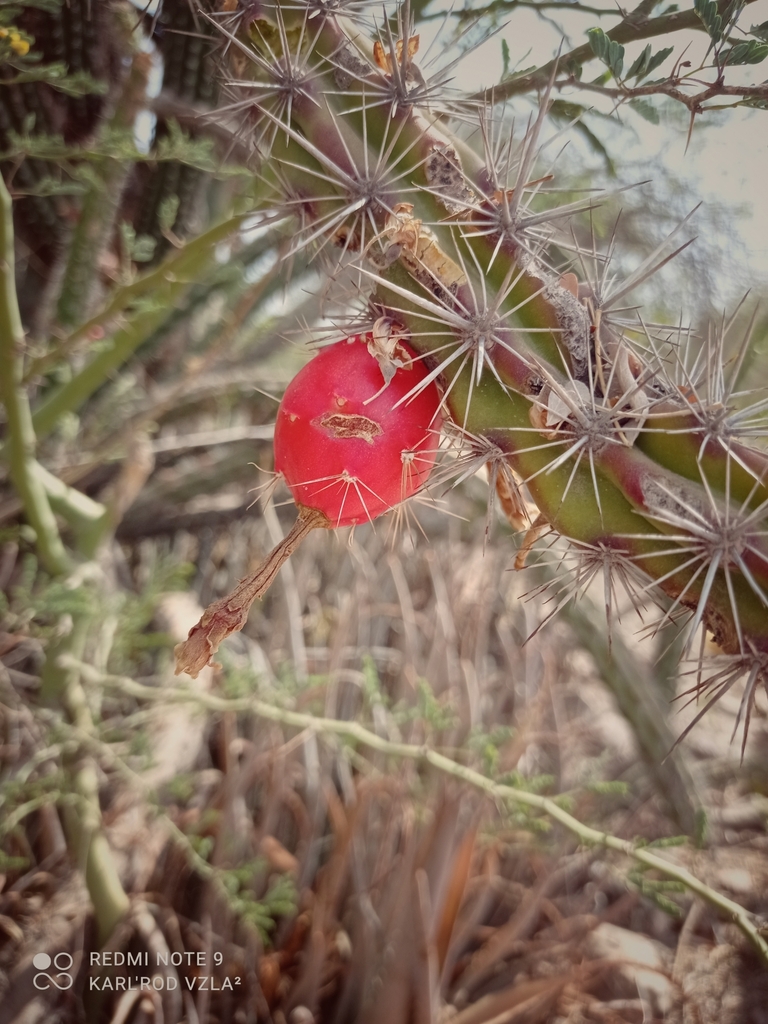 Octopus Cactus in June 2024 by Carlos R Valenzuela · iNaturalist