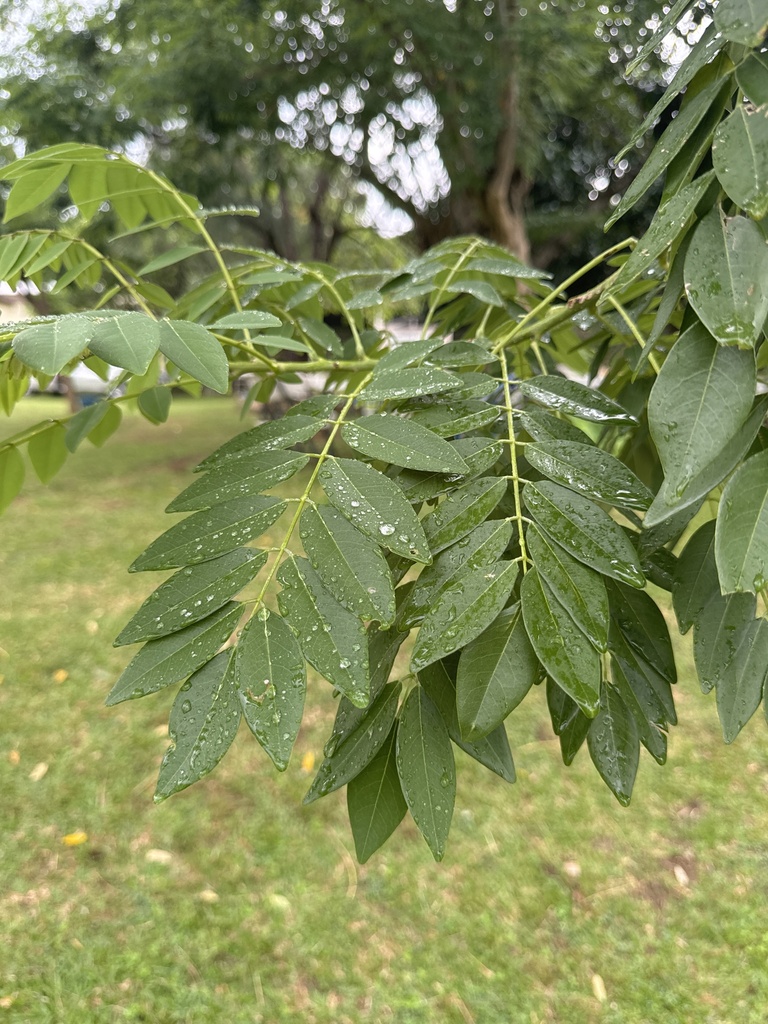 Fence Post Tree from Afadzato South, Volta, GH on June 29, 2024 at 03: ...