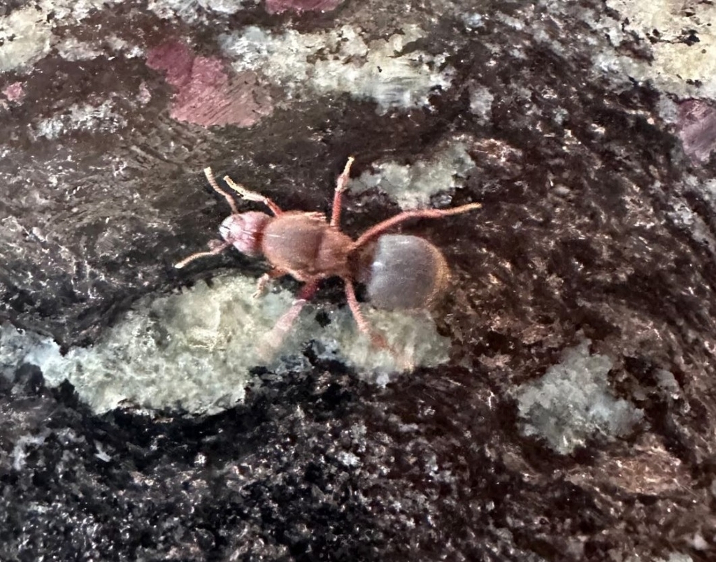 Chicatana Leafcutter Ant on June 23, 2024 at 09:45 AM by Adrian Mora ...