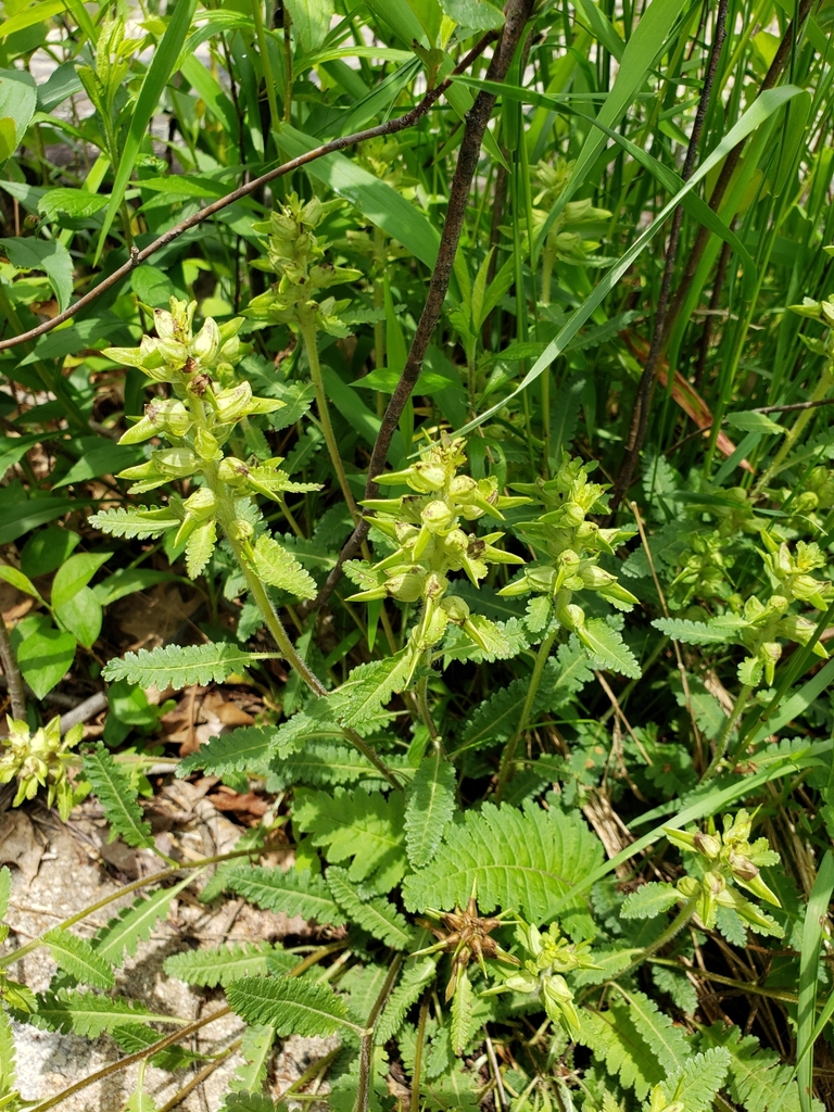 swamp lousewort in May 2019 by Cara Coulter · iNaturalist