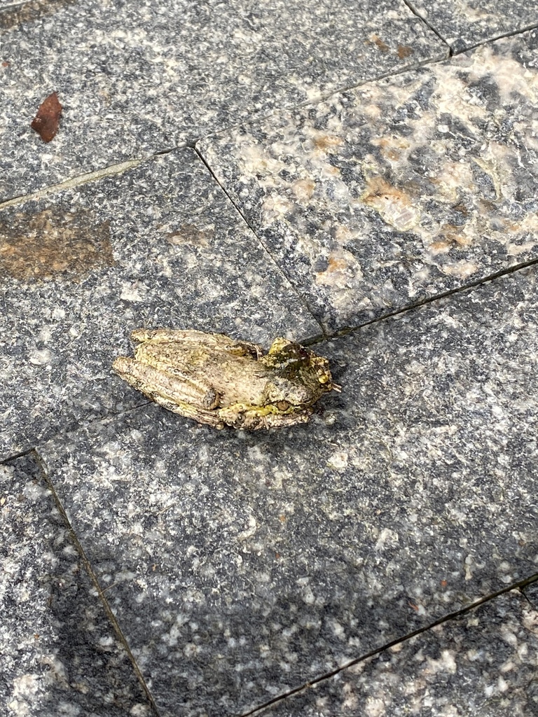 ocellated tree frog from Área de Proteção Ambiental de Guaraqueçaba ...
