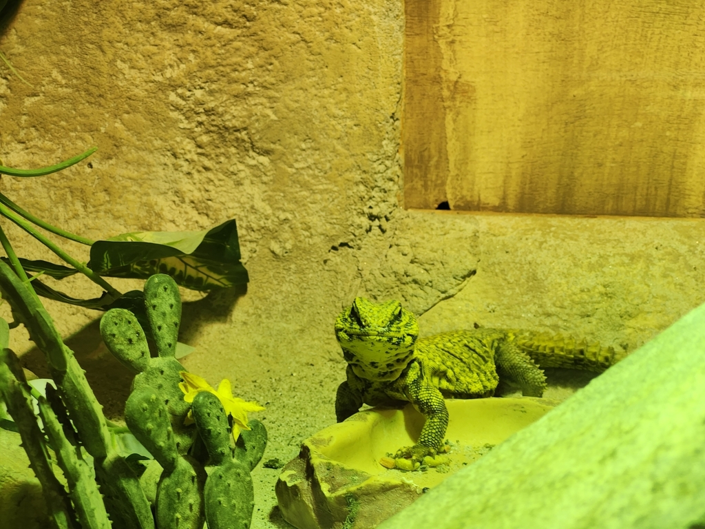 Geyr’s Spiny-tailed Lizard in June 2024 by Antelope · iNaturalist