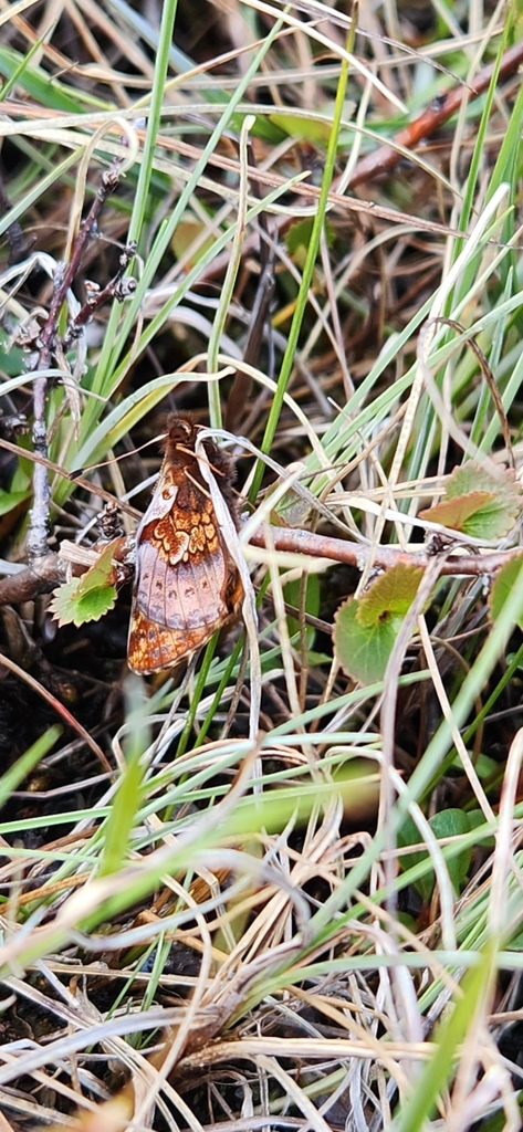 Frigga Fritillary from Kenora, CA-ON, CA on June 20, 2024 at 01:34 PM ...