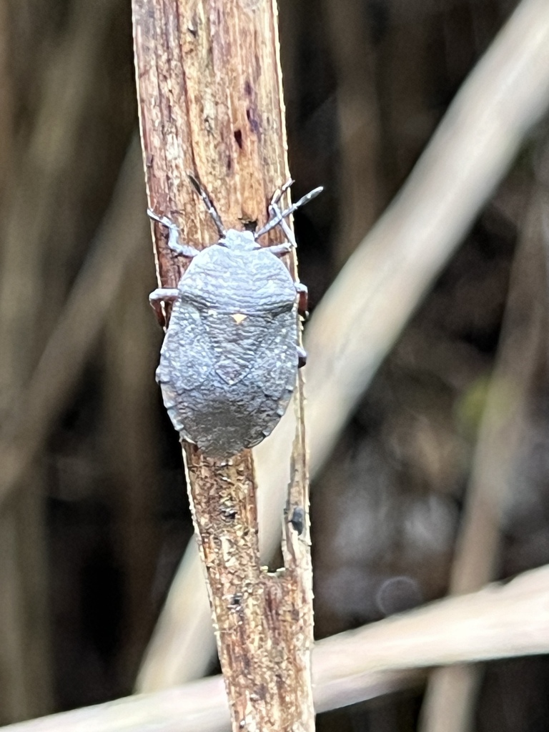 Cyclopelta parva from 南靖县, 漳州市, 福建省, CN on June 30, 2024 at 08:57 AM by ...