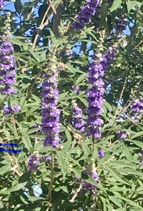 Lilac chaste tree from Circulo Jacona, Rio Rico, AZ, US on May 29, 2024 ...