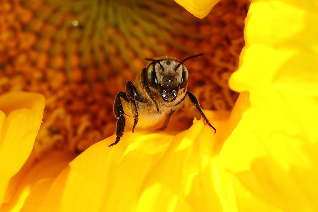 Leafcutter, Mortar, and Resin Bees from Oak City, UT 84649, USA on June ...