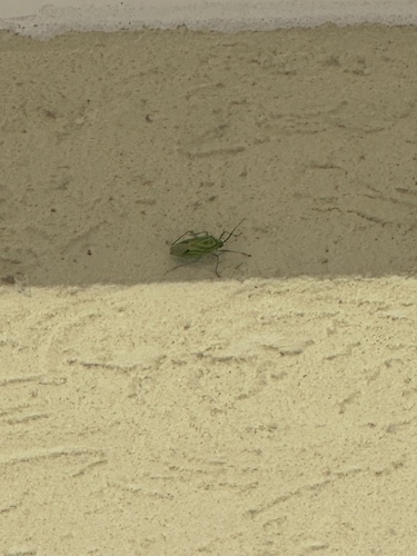 ihuangwen's Identifications · iNaturalist