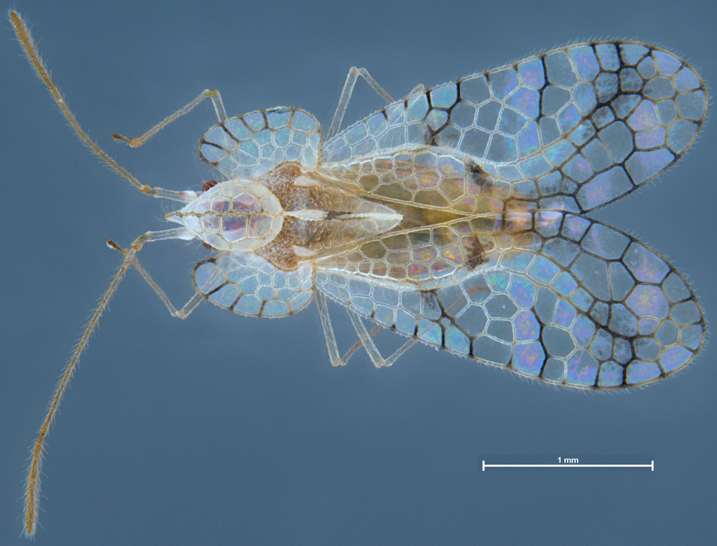 Banana lace-wing bug from Singapore on June 22, 2023 by Yap Ee Hean ...