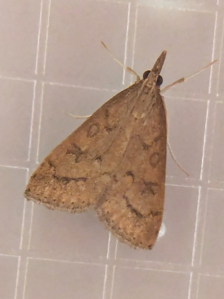 Celery Leaftier Moth from Arnold, MO, USA on June 29, 2024 at 10:04 PM ...