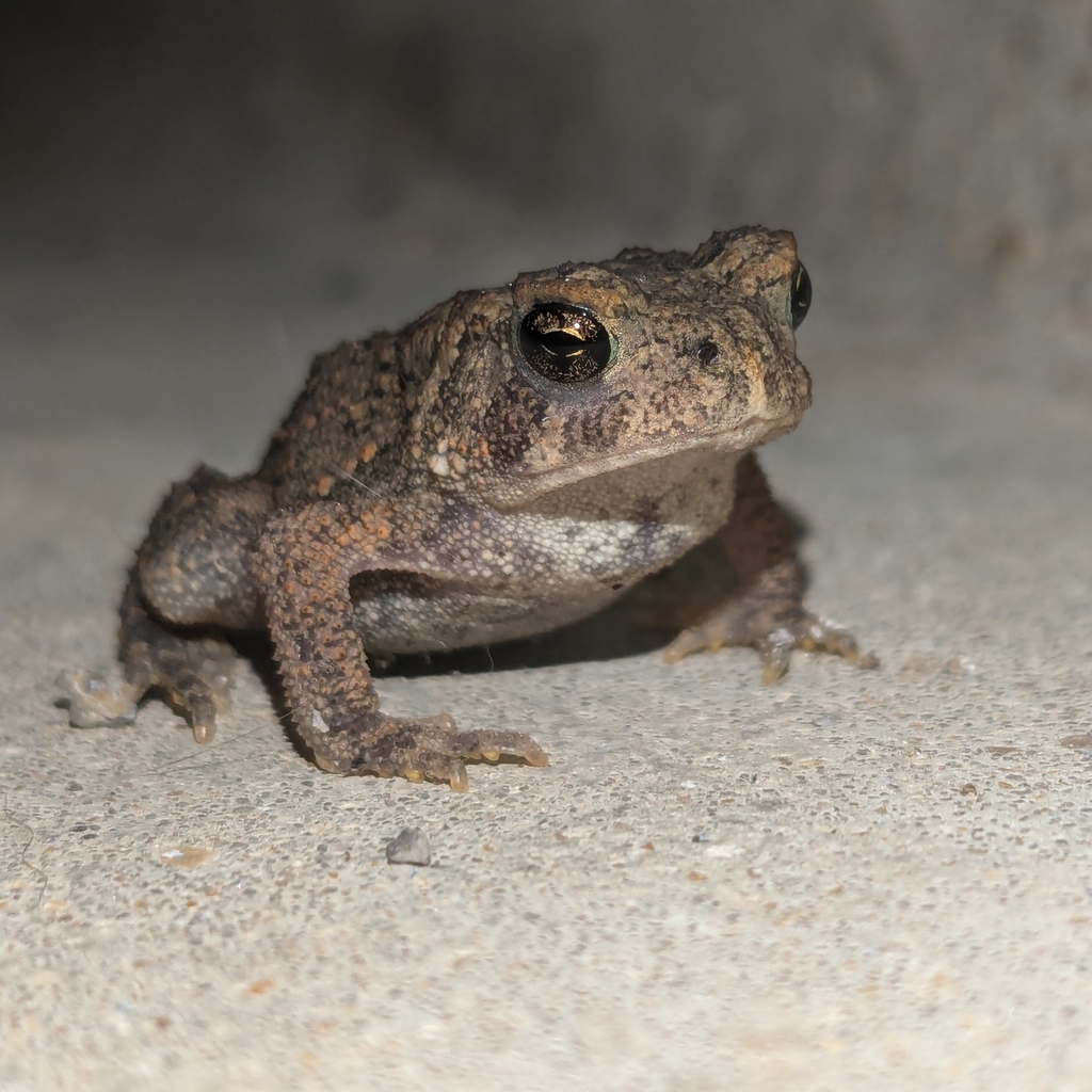 North American Toads from Arnold, MO, USA on June 25, 2024 at 09:44 PM ...