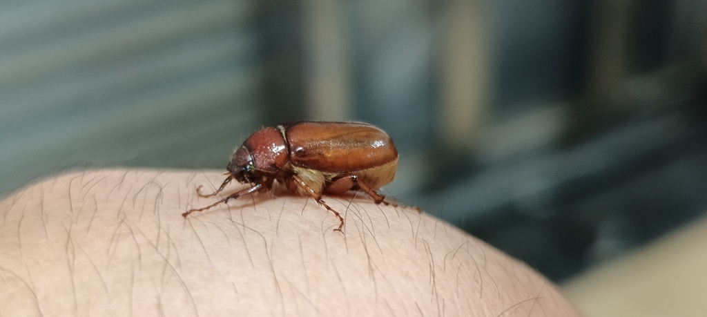 Mayate de Mayo desde Parque San Luis Tlaxialtemalco, San Luis ...