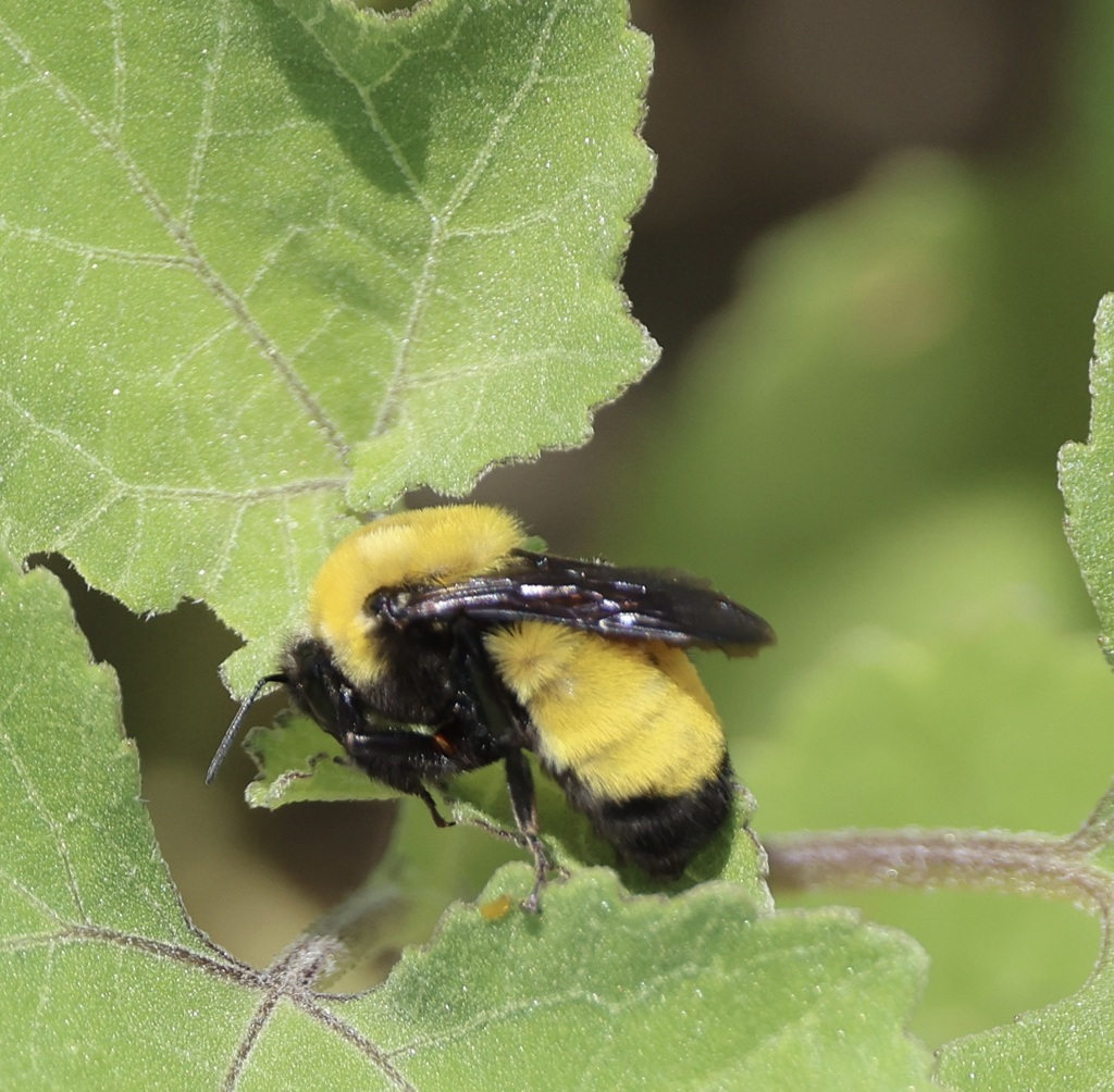 Morrison's Bumble Bee from Siskiyou County, CA, USA on June 29, 2024 at ...