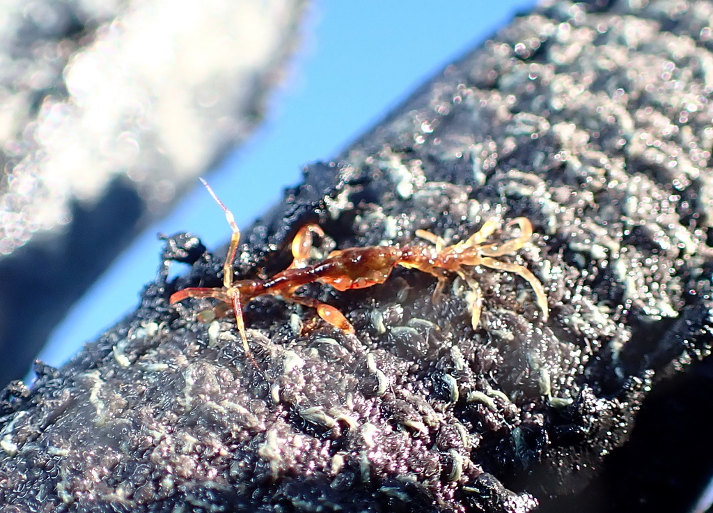 Skeleton Shrimp from Canterbury, New Zealand on May 15, 2024 at 11:26 ...