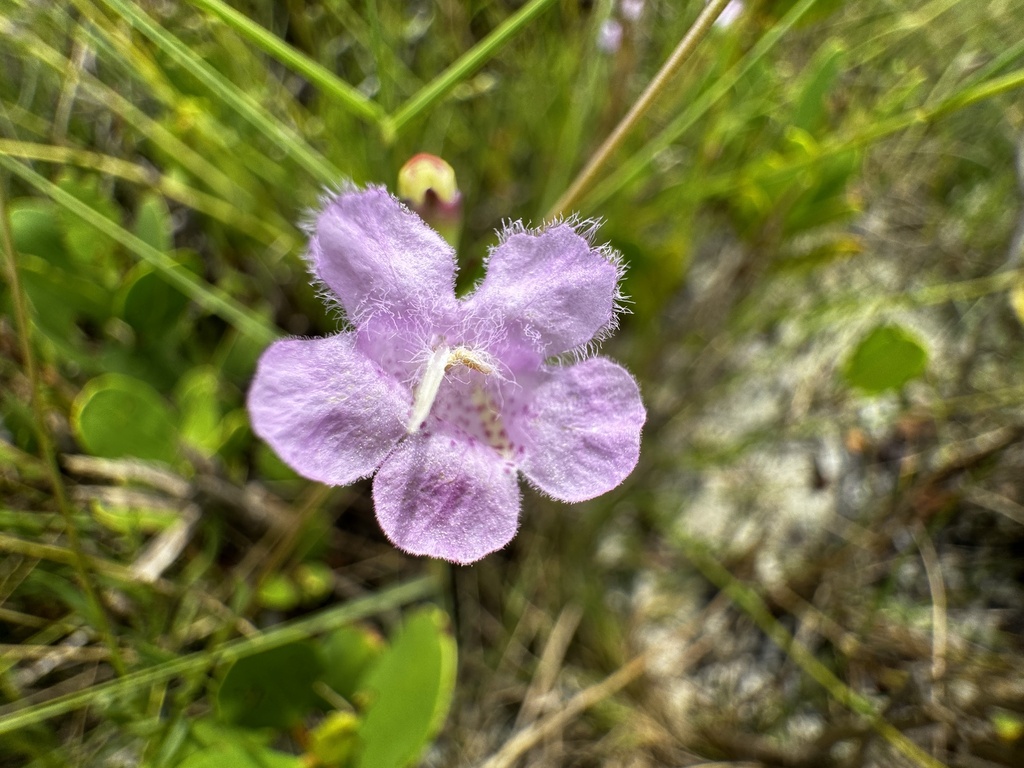 Agalinis maritima grandiflora in June 2024 by Ricardo Ortiz · iNaturalist