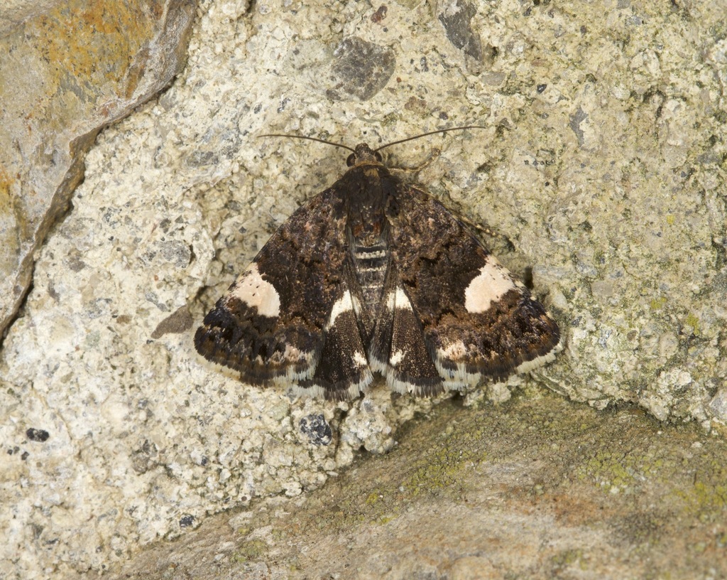Four-spotted Moth from Cocho da Sorella, Magliano in Toscana, Province ...