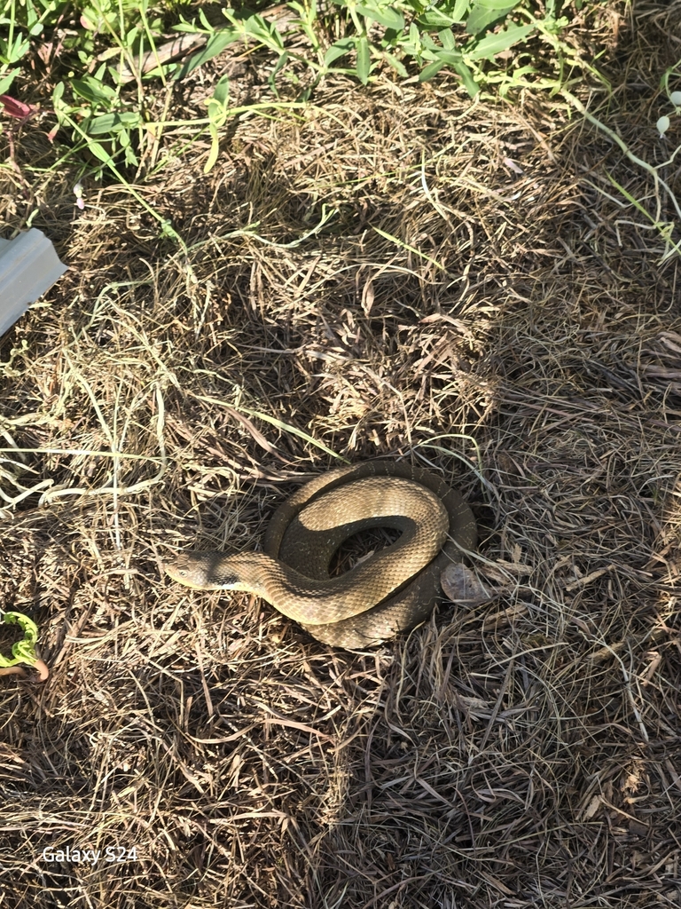 Eastern Hognose Snake in June 2024 by Kayla Humphries · iNaturalist